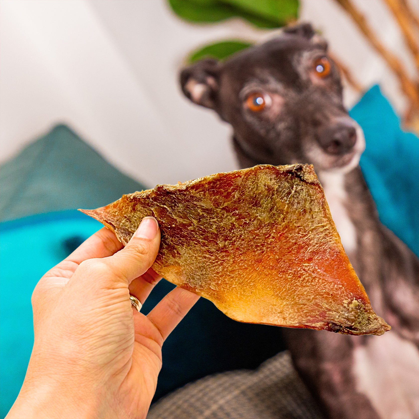 Beef Moon Bones – Pet Treats Wholesale Ltd. Trade & Wholesale Portal