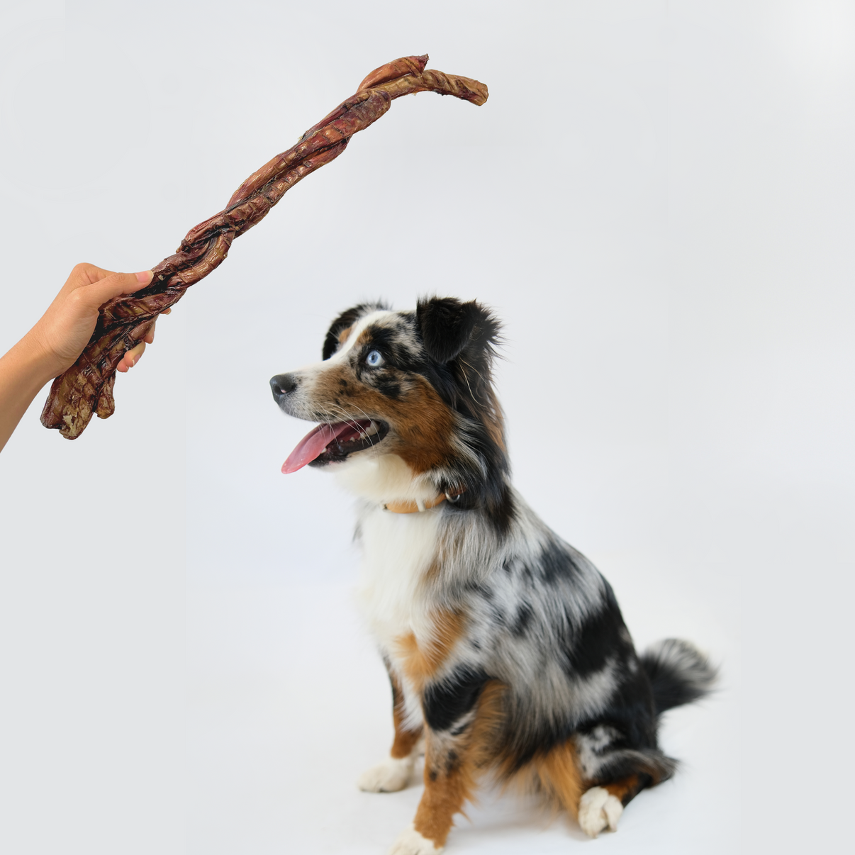 Jumbo British Twisted Pizzles – Pet Treats Wholesale Ltd. Trade ...