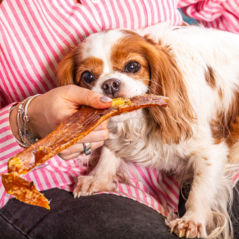 Paddy Wack "Paddy Whack" – Pet Treats Wholesale Ltd. Trade & Wholesale ...